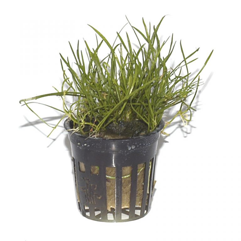 Lilaeopsis mauritiana – Tropeland – Dyrehandel nær Aarhus