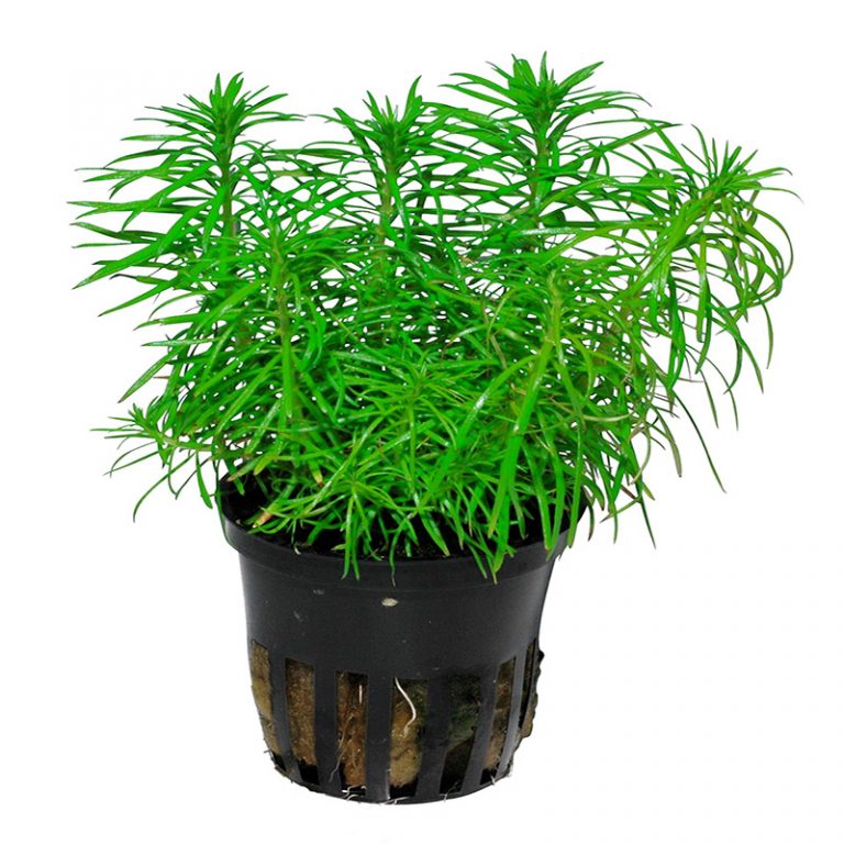 Pogostemon erectus – Tropeland – Dyrehandel nær Aarhus