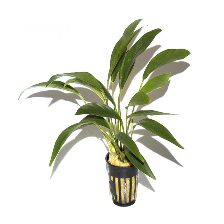 Anubias barteri var. angustifolia – Tropeland – Dyrehandel nær Aarhus