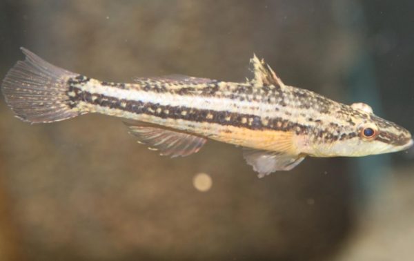 Butis butis – Tropeland – Dyrehandel nær Aarhus