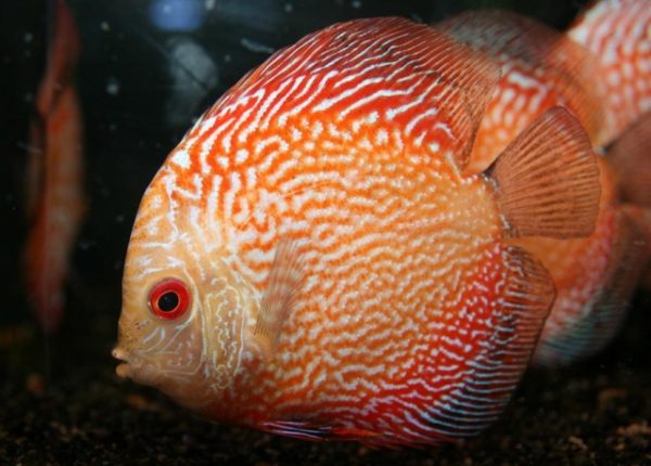 Pasning af Discus Fisk – Tropeland – Dyrehandel nær Aarhus