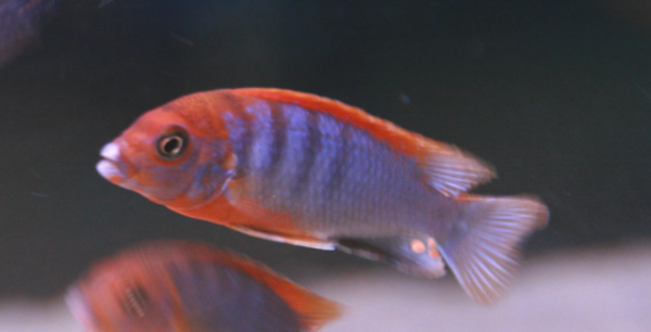Labidochromis hongi “red top” – Tropeland – Dyrehandel nær Aarhus
