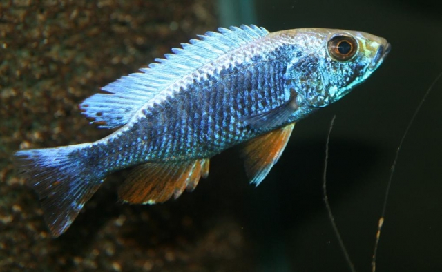 Pseudotropheus (Zebra) Mphanga "Red Top" - Tropeland - Dyrehandel nær ...