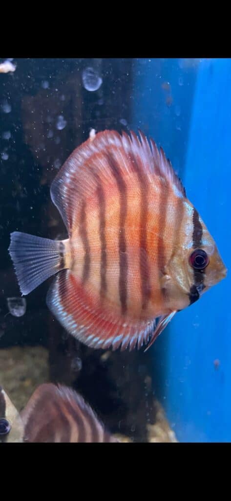 Discusfisk - Tropeland - Dyrehandel nær Aarhus