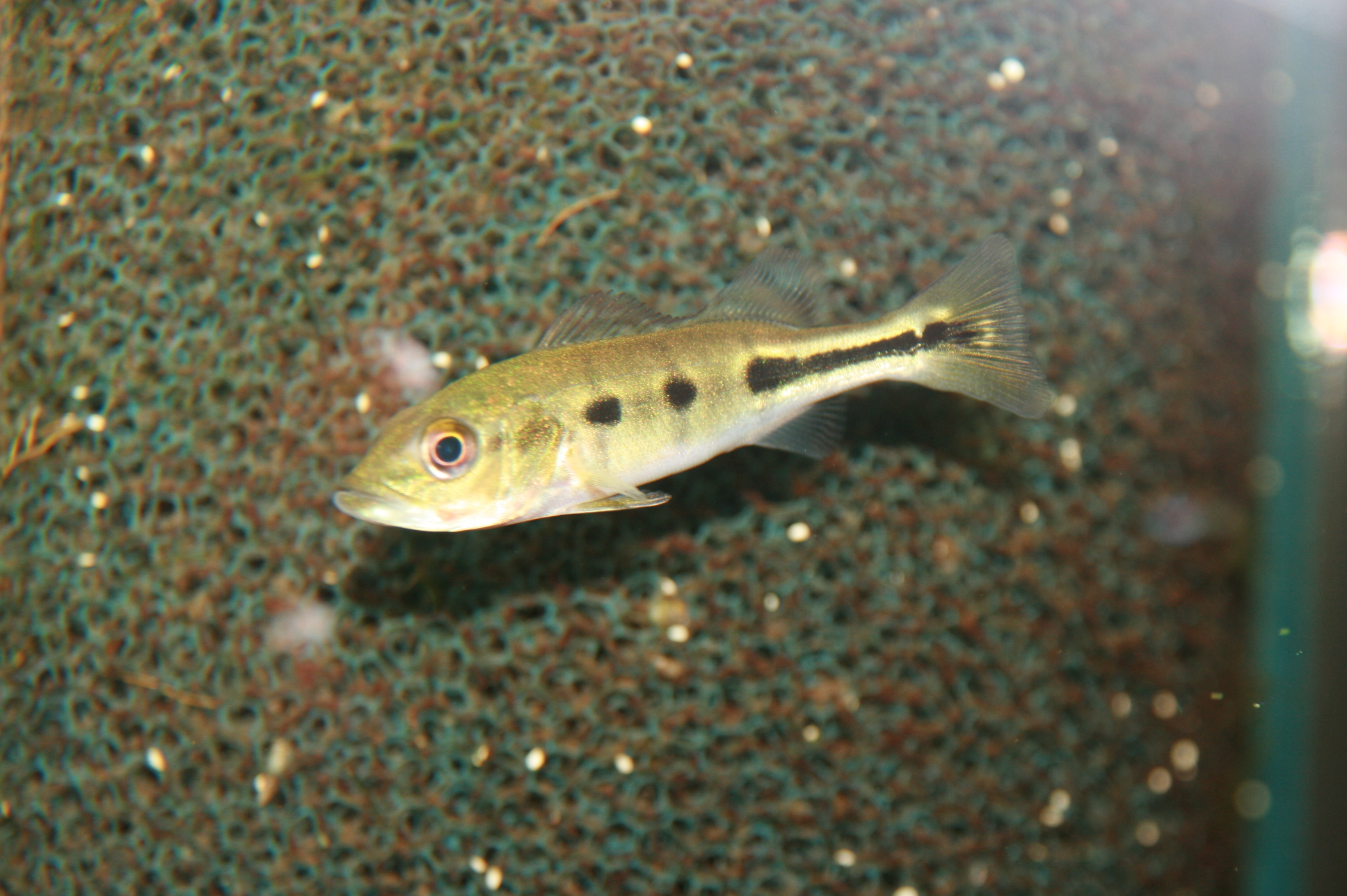 Cichla sp.temensis - Tropeland - Dyrehandel nær Aarhus