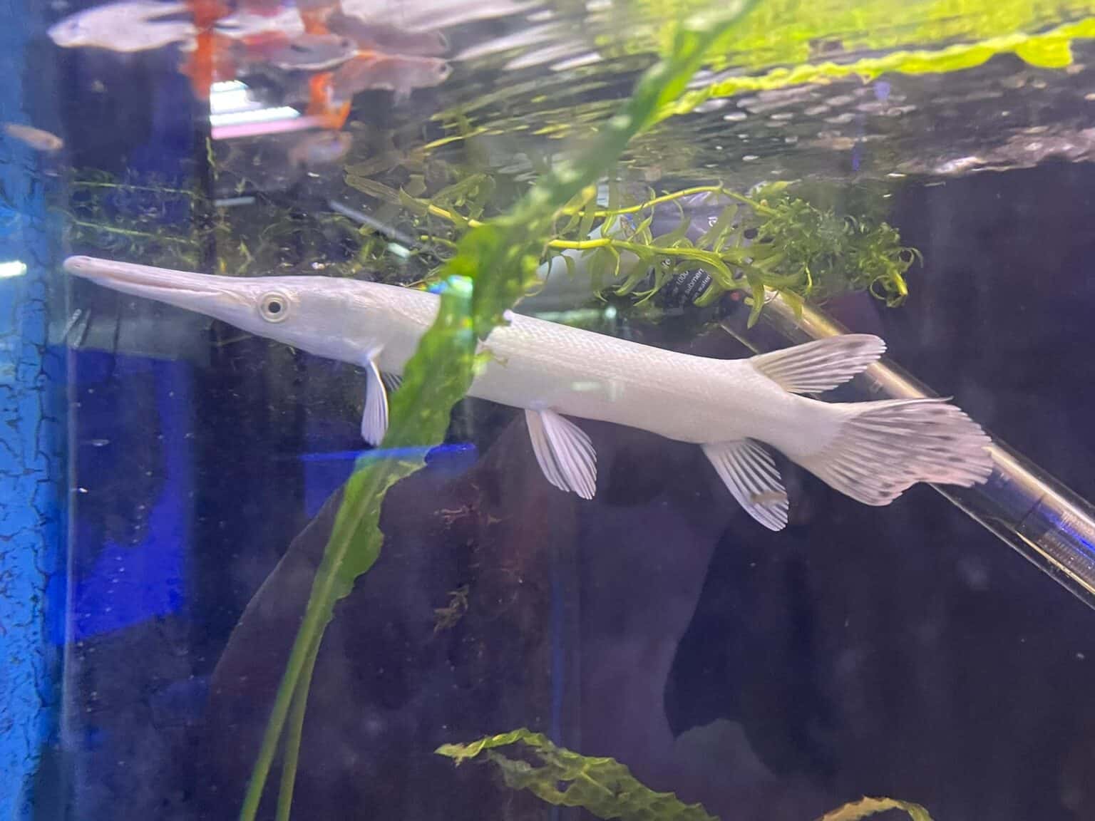 Platinium Alligator gar “Atractosteus spatula” cirka 40 – 45 cm ...
