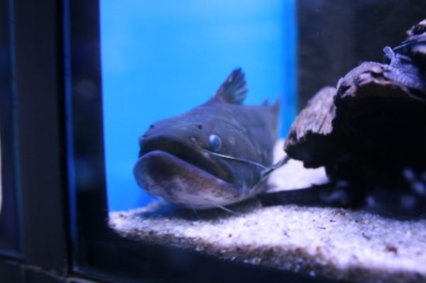 Gulper catfish “Asterophysus Batrachus” Large – Tropeland – Dyrehandel ...