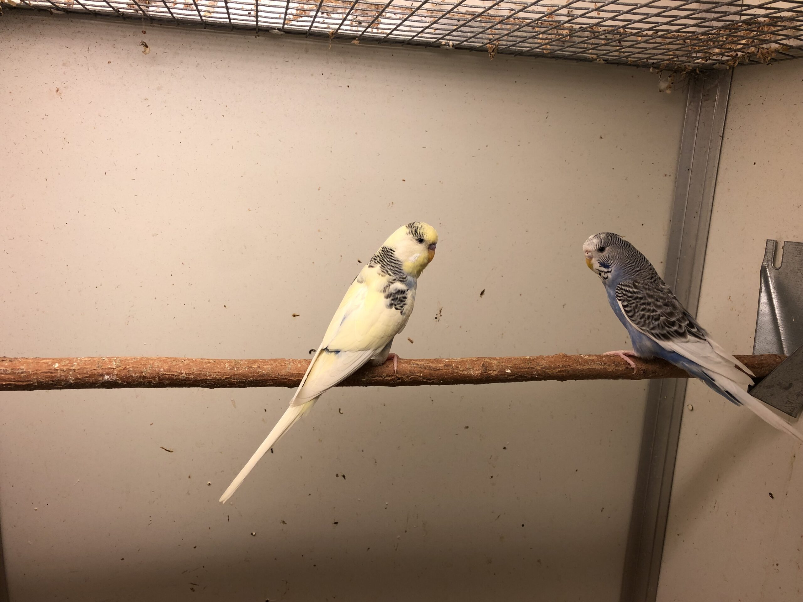 Engelsk Undulat - Tropeland - Dyrehandel nær Aarhus