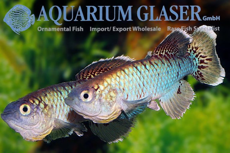 Nothobranchius eggersi blue (par) – Tropeland – Dyrehandel nær Aarhus