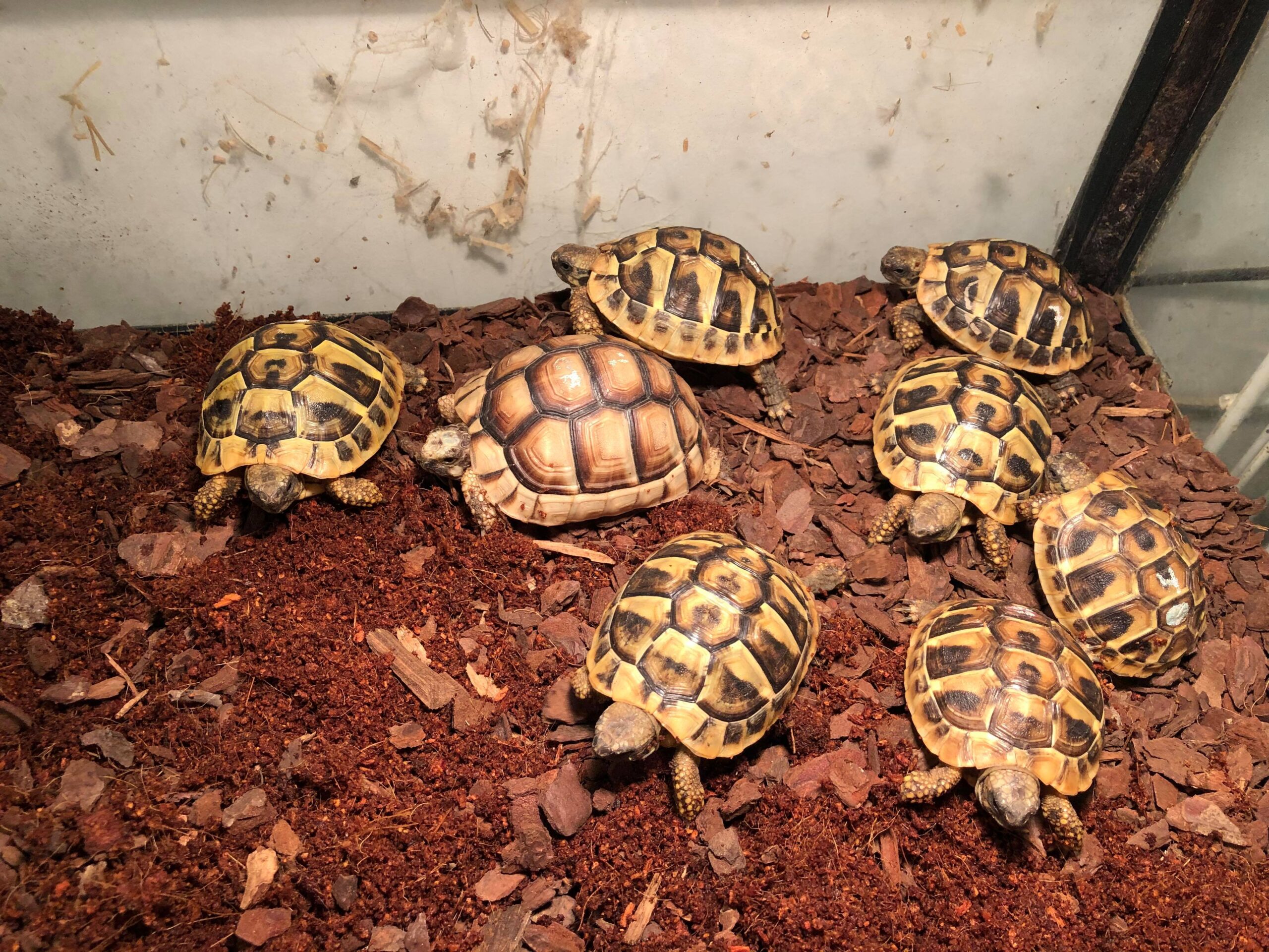 Græsk landskildpadde "Testudo hermanni" fra 2019 - Tropeland ...