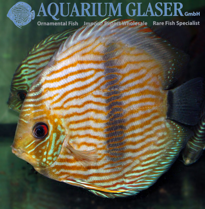 Discusfisk – Tropeland – Dyrehandel nær Aarhus