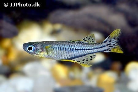 Gertruds Regnbuefisk “Pseudomugil gertrudae” – Tropeland – Dyrehandel ...