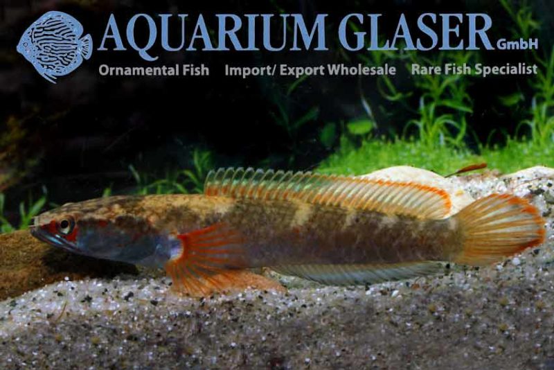 Channa sp. Dwarf “Fire and Ice” – Tropeland – Dyrehandel nær Aarhus