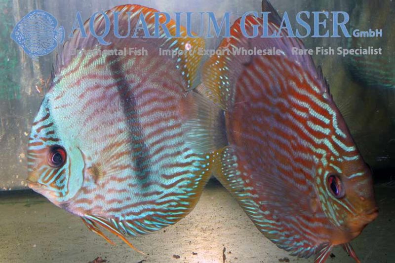 Discus wild Blue/Uatuma 7-9 cm – Tropeland – Dyrehandel nær Aarhus