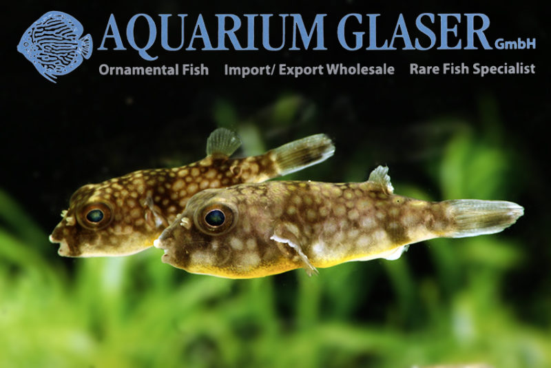 Chelonodon patoca – Tropeland – Dyrehandel nær Aarhus