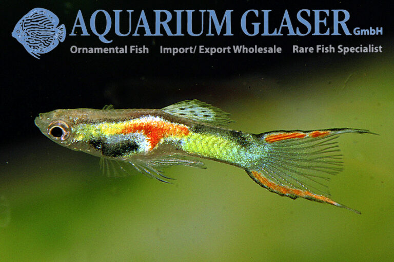 Guppy "Japan blue endler" "PAR" - Tropeland - Dyrehandel nær Aarhus