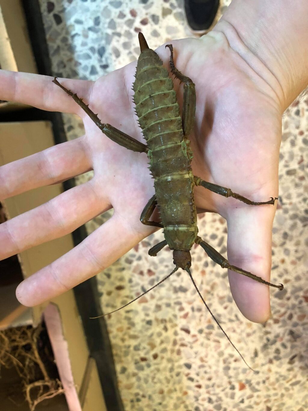 Vandrende pind “Eurycantha calcarata” – Tropeland – Dyrehandel nær Aarhus