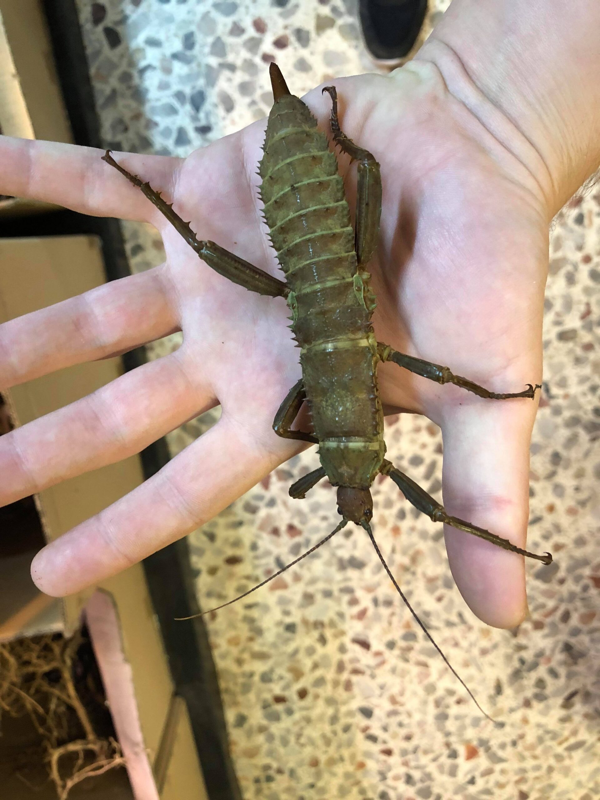 Vandrende pind "Eurycantha calcarata" - Tropeland - Dyrehandel nær Aarhus