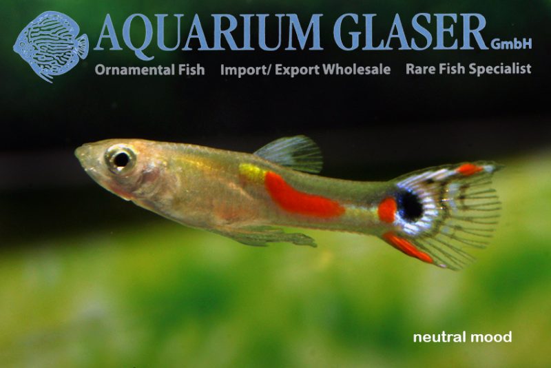 Guppy endlers “White peacock” – Tropeland – Dyrehandel nær Aarhus