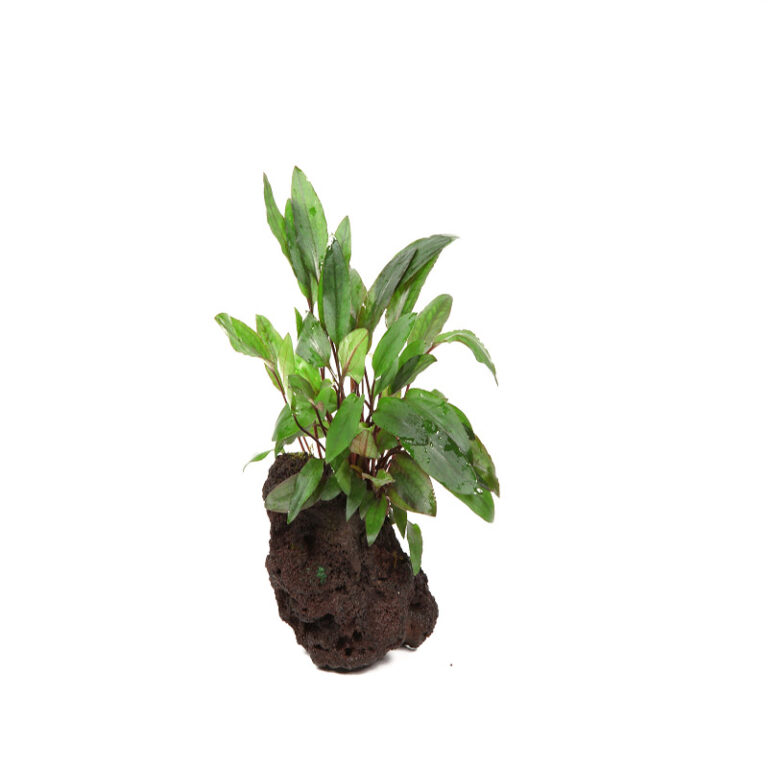 Cryptocoryne beckettii ‘Petchii’ – Small – Tropeland – Dyrehandel nær ...