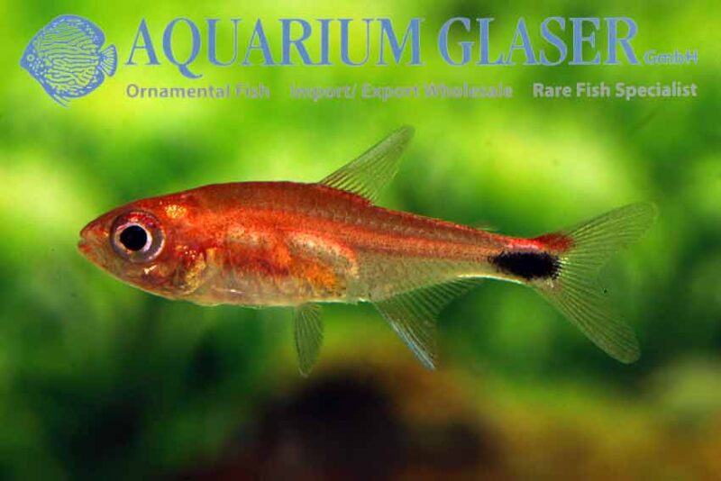 Rubin tetra “Axelrodia riesei” – Tropeland – Dyrehandel nær Aarhus