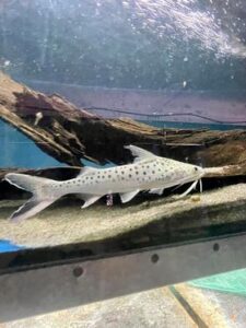 Specialfisk - Tropeland - Dyrehandel nær Aarhus