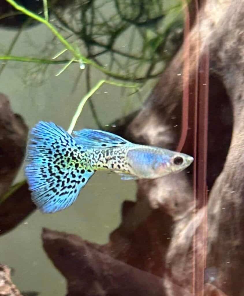 Guppy “Metal snakeskin blue lace” /Par – Tropeland – Dyrehandel nær Aarhus