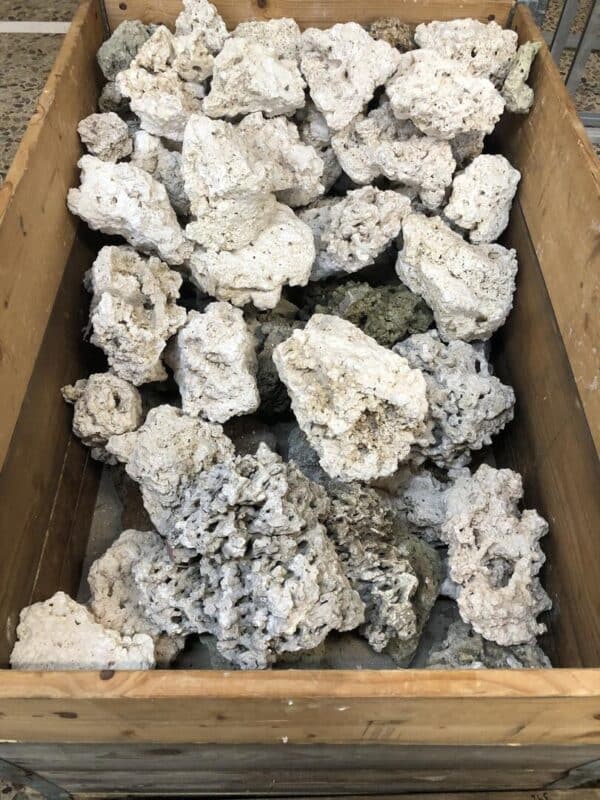 Levende sten & bundlag – Tropeland – Dyrehandel nær Aarhus