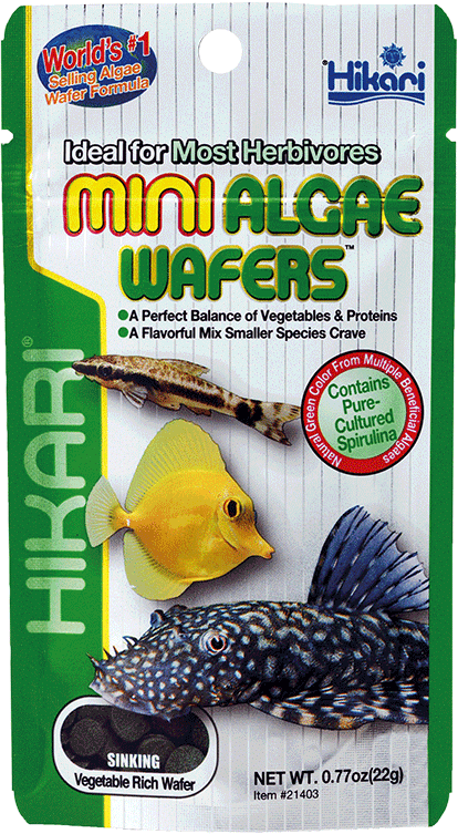 Hikari Mini Algae Wafers™ – Tropeland – Dyrehandel nær Aarhus